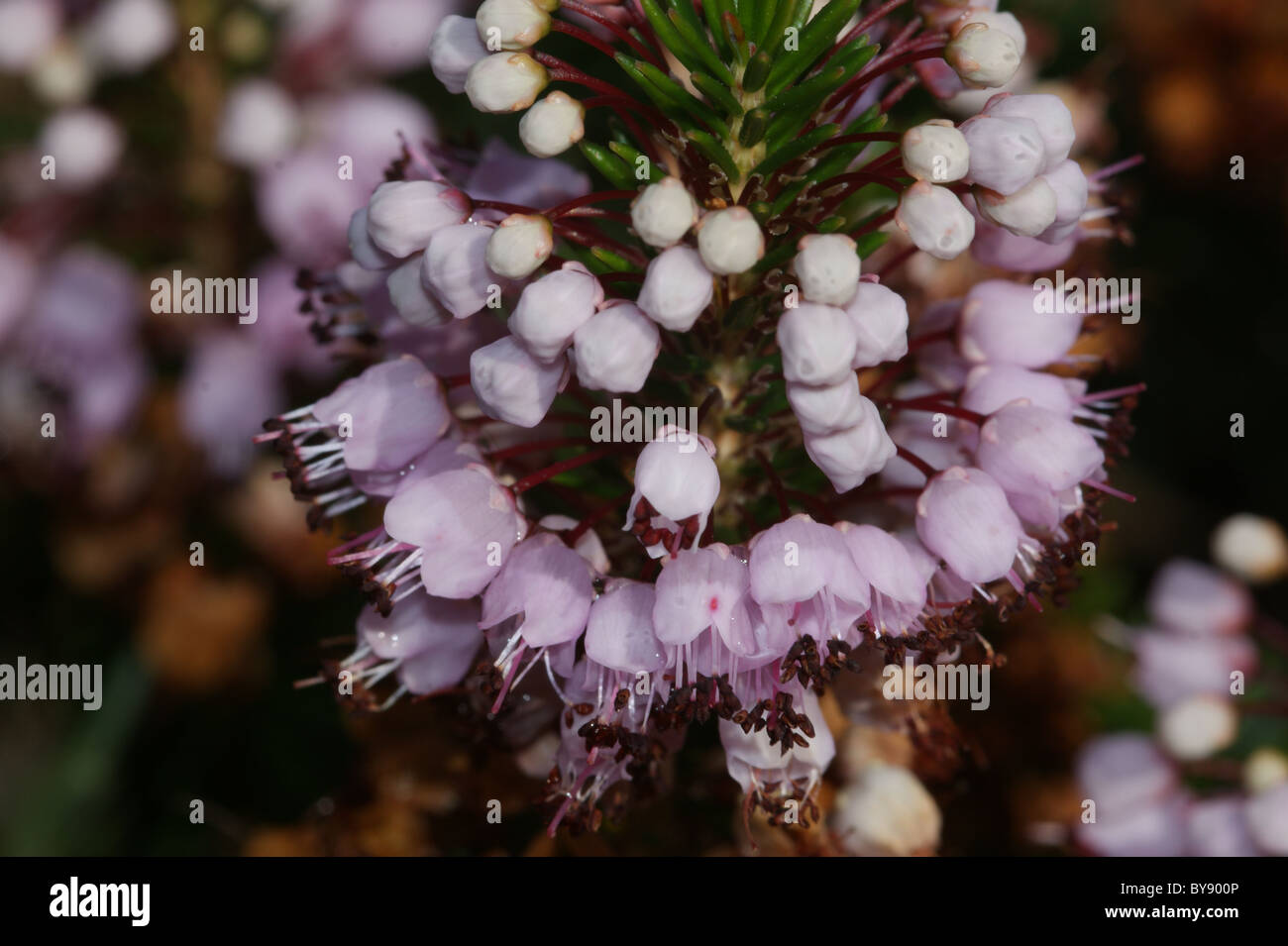 Erica vagans Cornish Heath Stock Photo - Alamy
