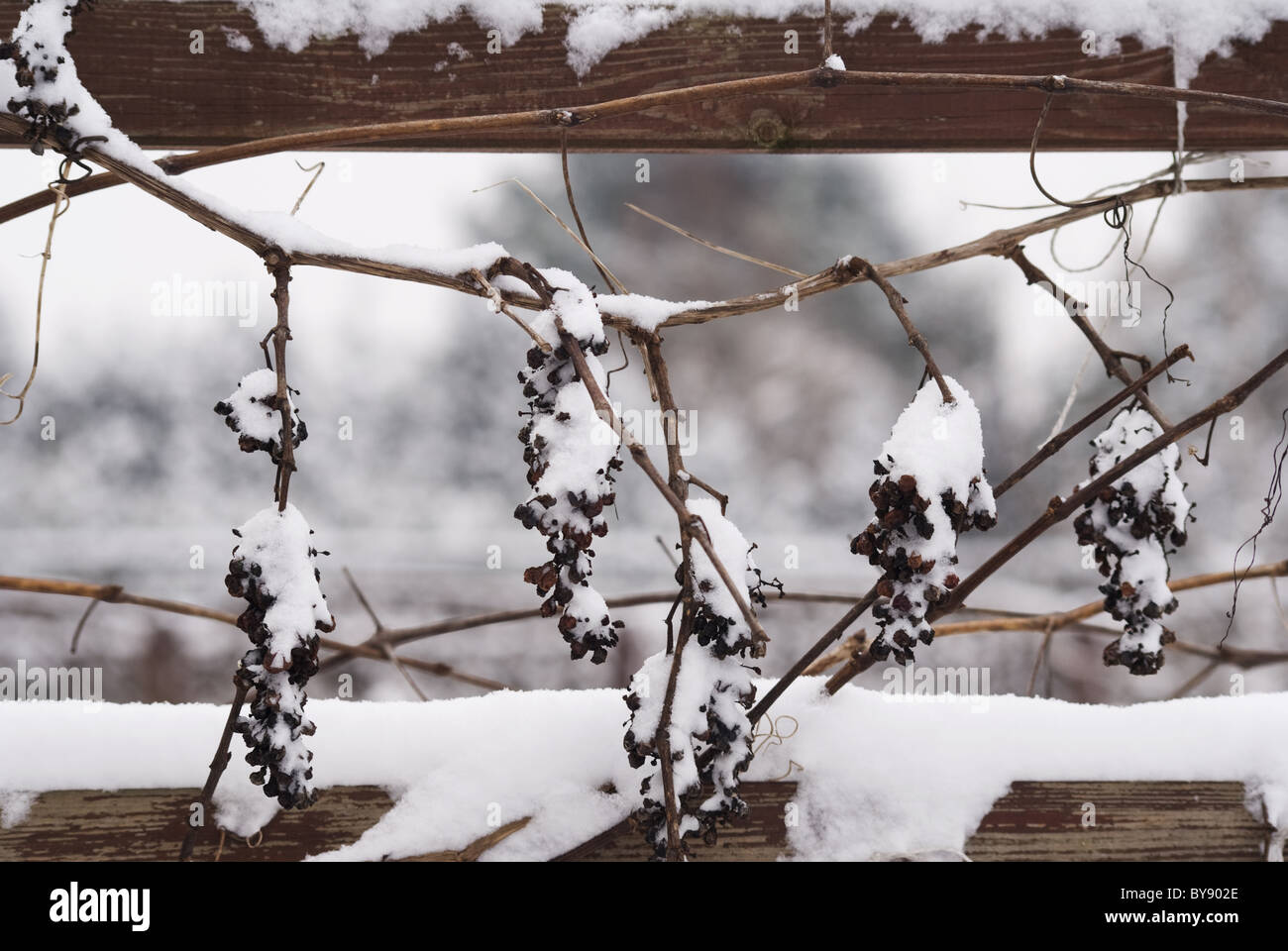 Frozen grapes hi-res stock photography and images - Alamy