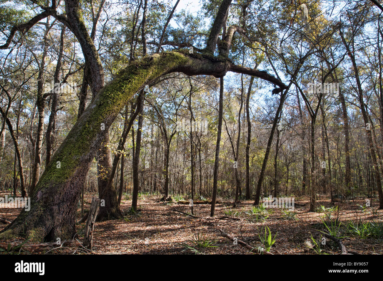 River oak tree hi-res stock photography and images - Alamy