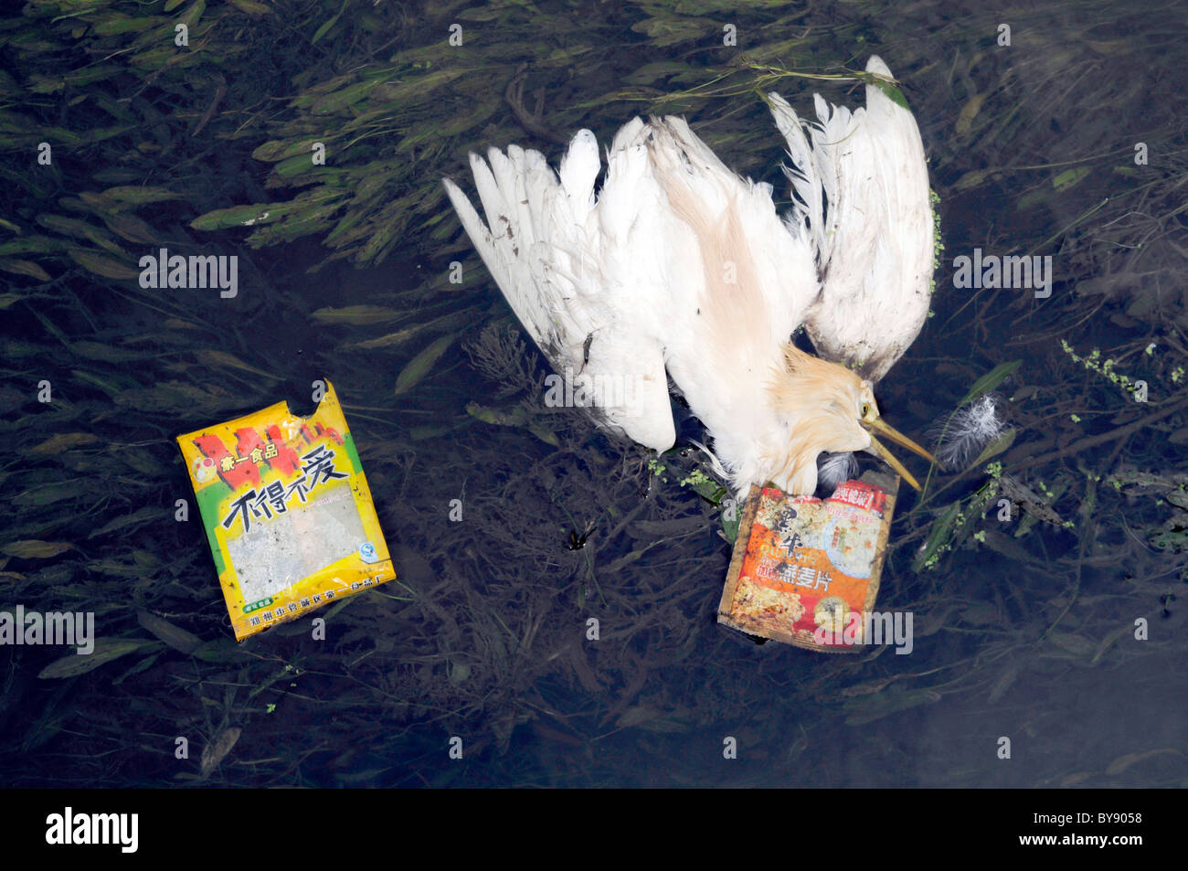 Birds Inside Of Plastic