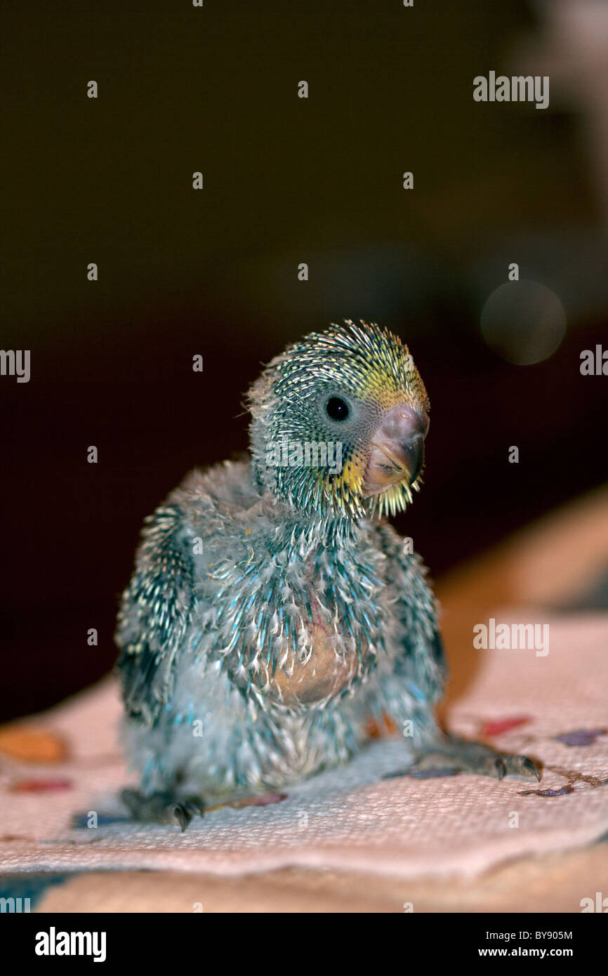 English budgie at 2 1.2 weeks of age Stock Photo - Alamy
