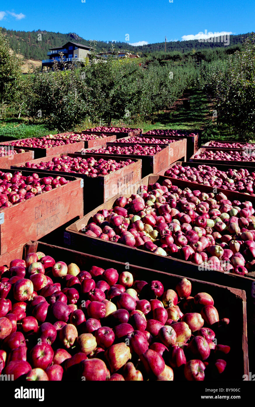Wooden fruit bins hi-res stock photography and images - Alamy