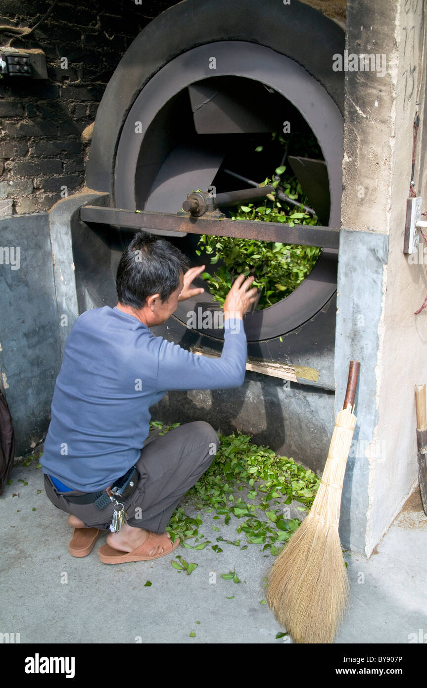 CHINA Drying tea leaves after harvest in Fujian province Photo by Julio ...