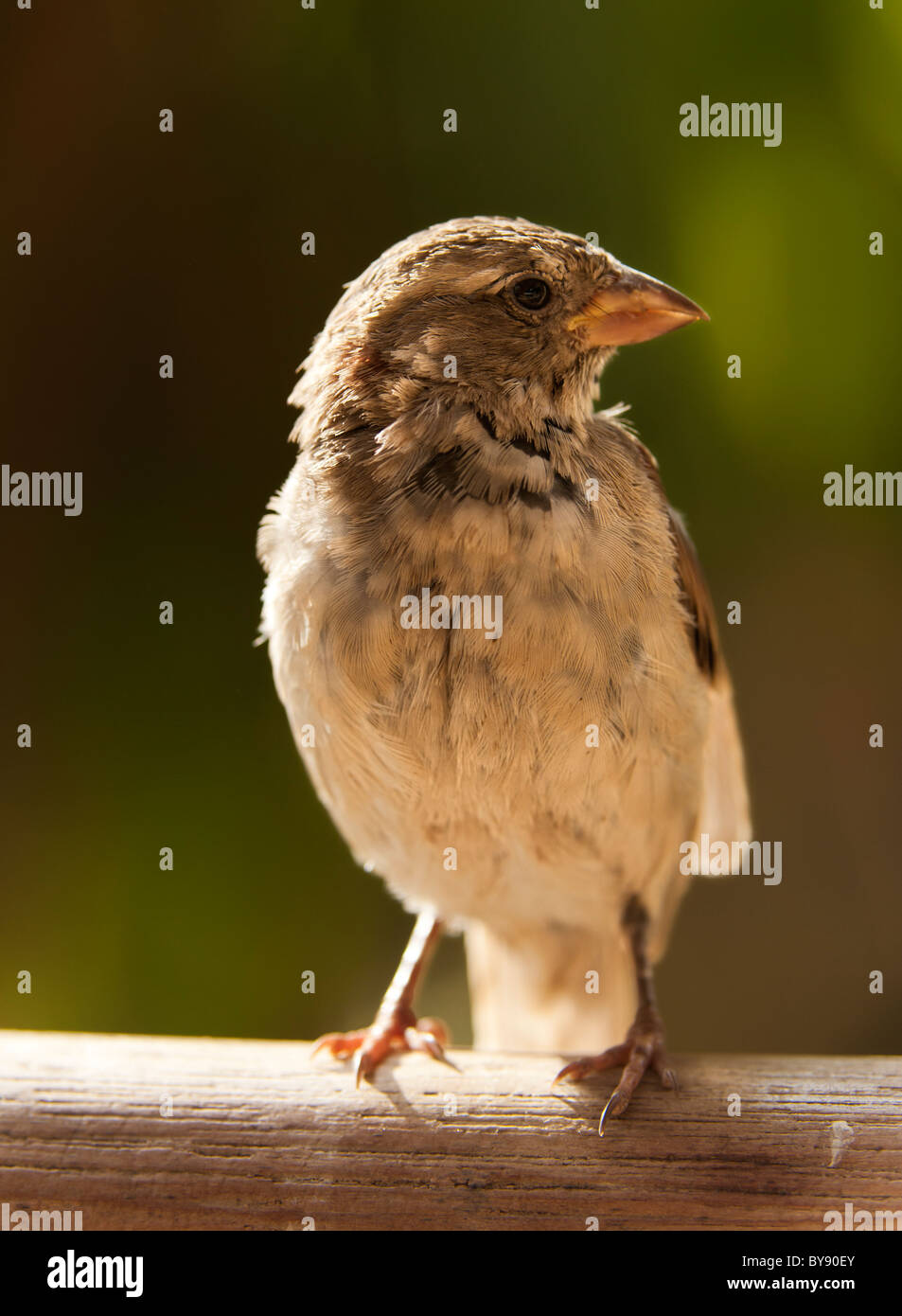 Young sparrow hi-res stock photography and images - Alamy