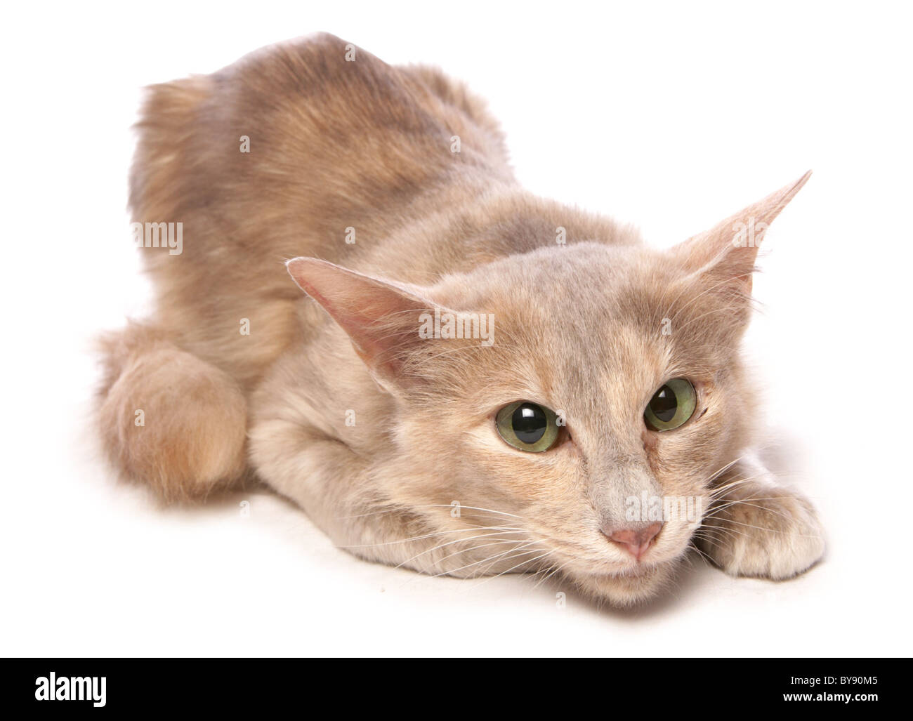 Oriental cat hi-res stock photography and images - Alamy