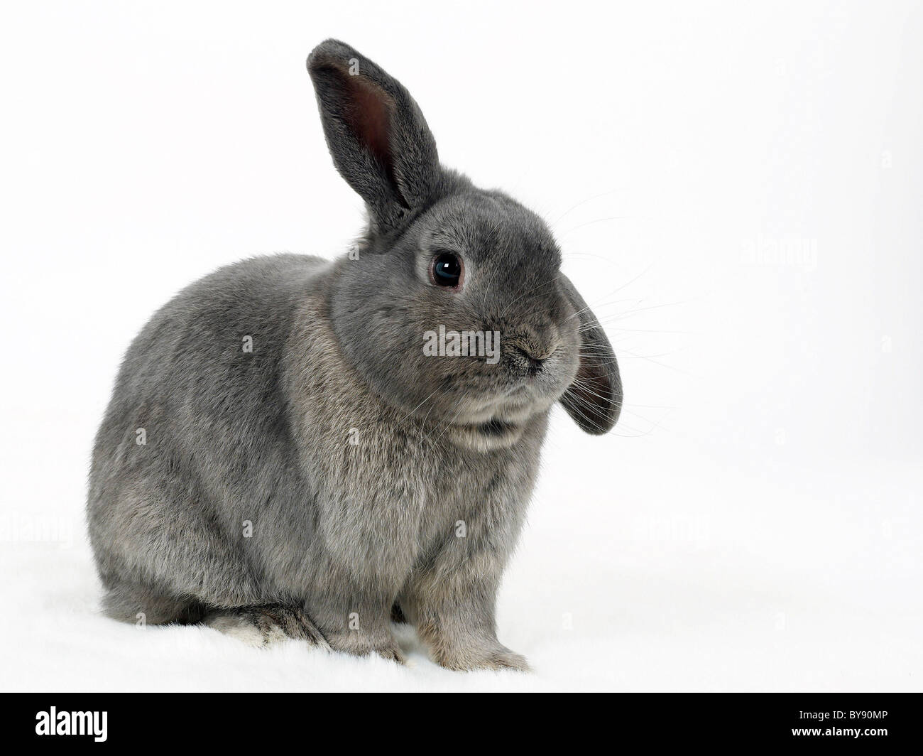 A grey rabbit with funny ears Stock Photo - Alamy