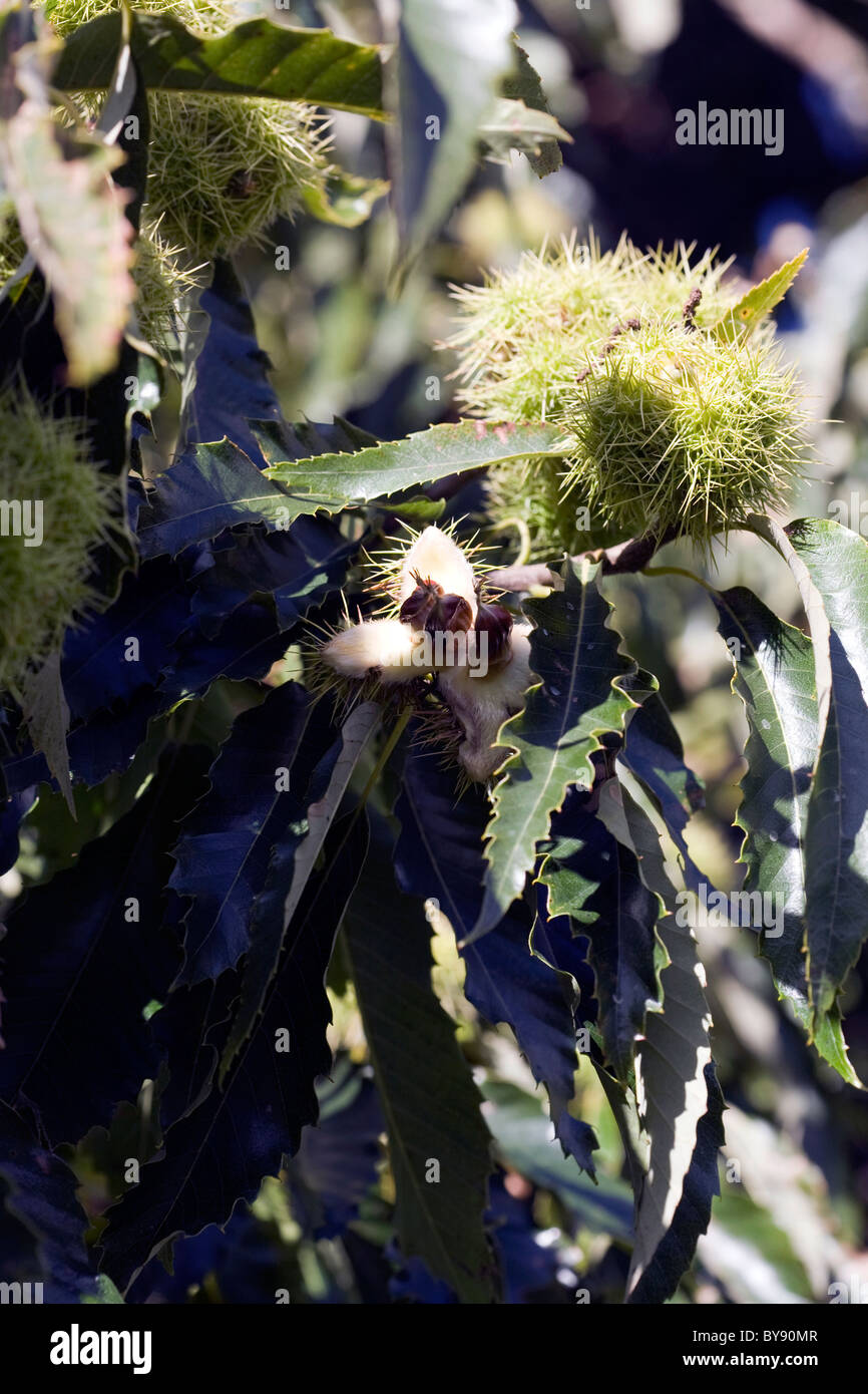 Sweet chesnut seeds hi-res stock photography and images - Alamy
