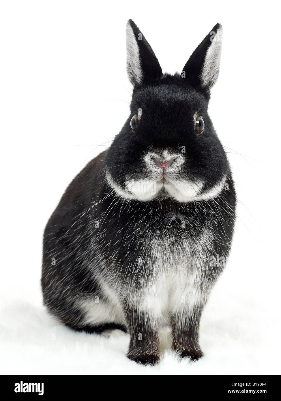 A black and white rabbit looking surprised Stock Photo - Alamy