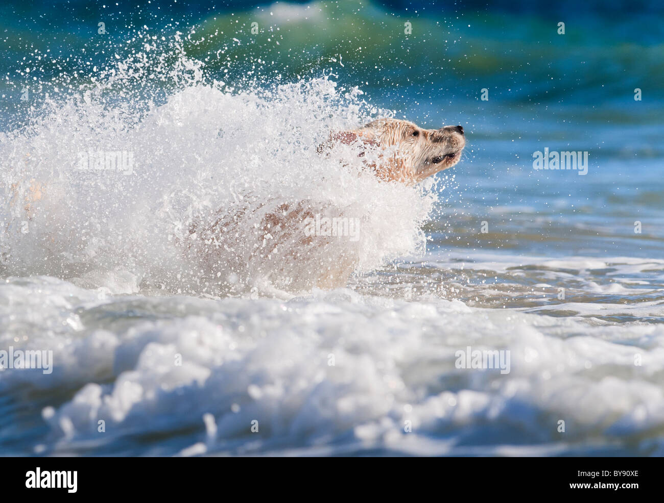 dog running into the sea Stock Photo - Alamy