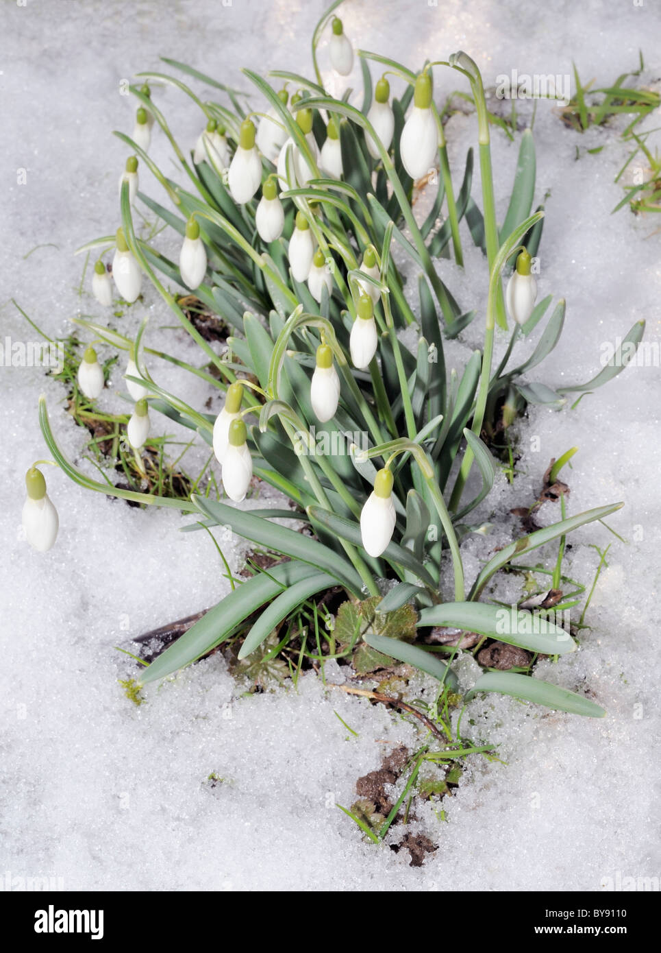 Closeup of snowdrop flowers emerging from snow-covered ground Stock ...