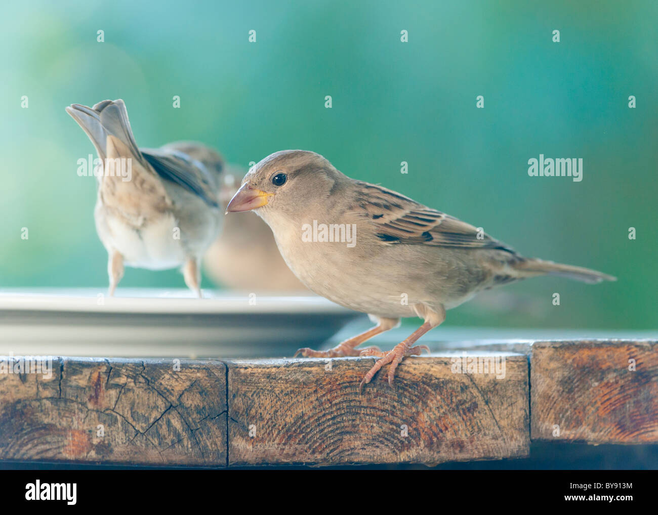birds on a table Stock Photo - Alamy