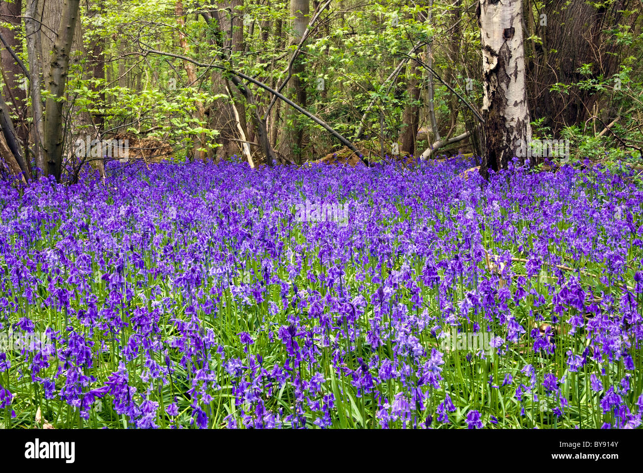 Bluebells wild flowers hi-res stock photography and images - Alamy