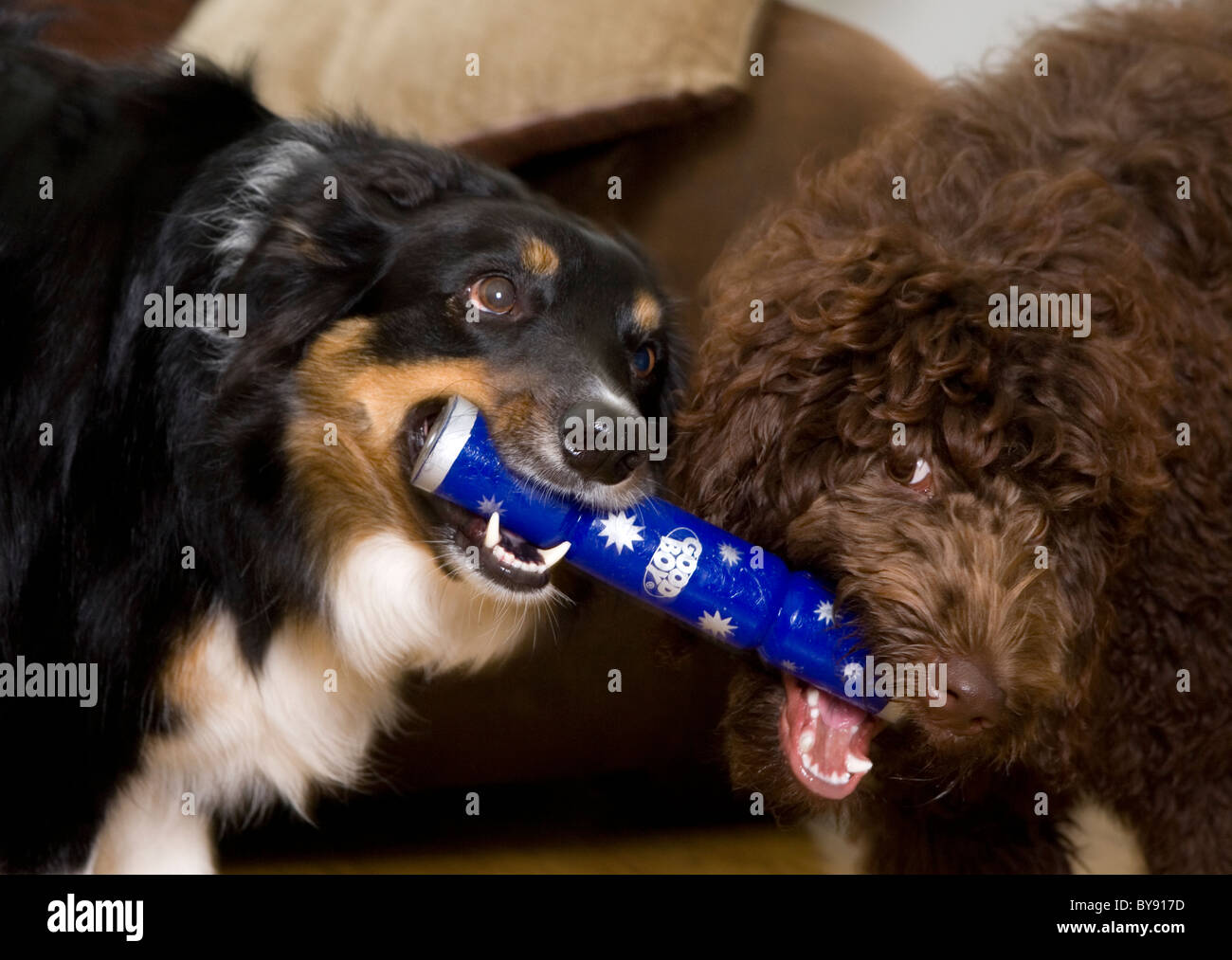 Two dogs playing Adult male border collie and female puppy labradoodle ...