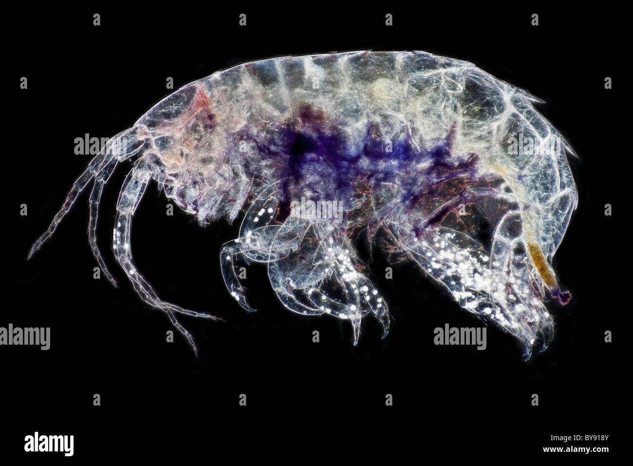 Shrimp, Gammarus sp. darkfield photomicrograph Stock Photo - Alamy