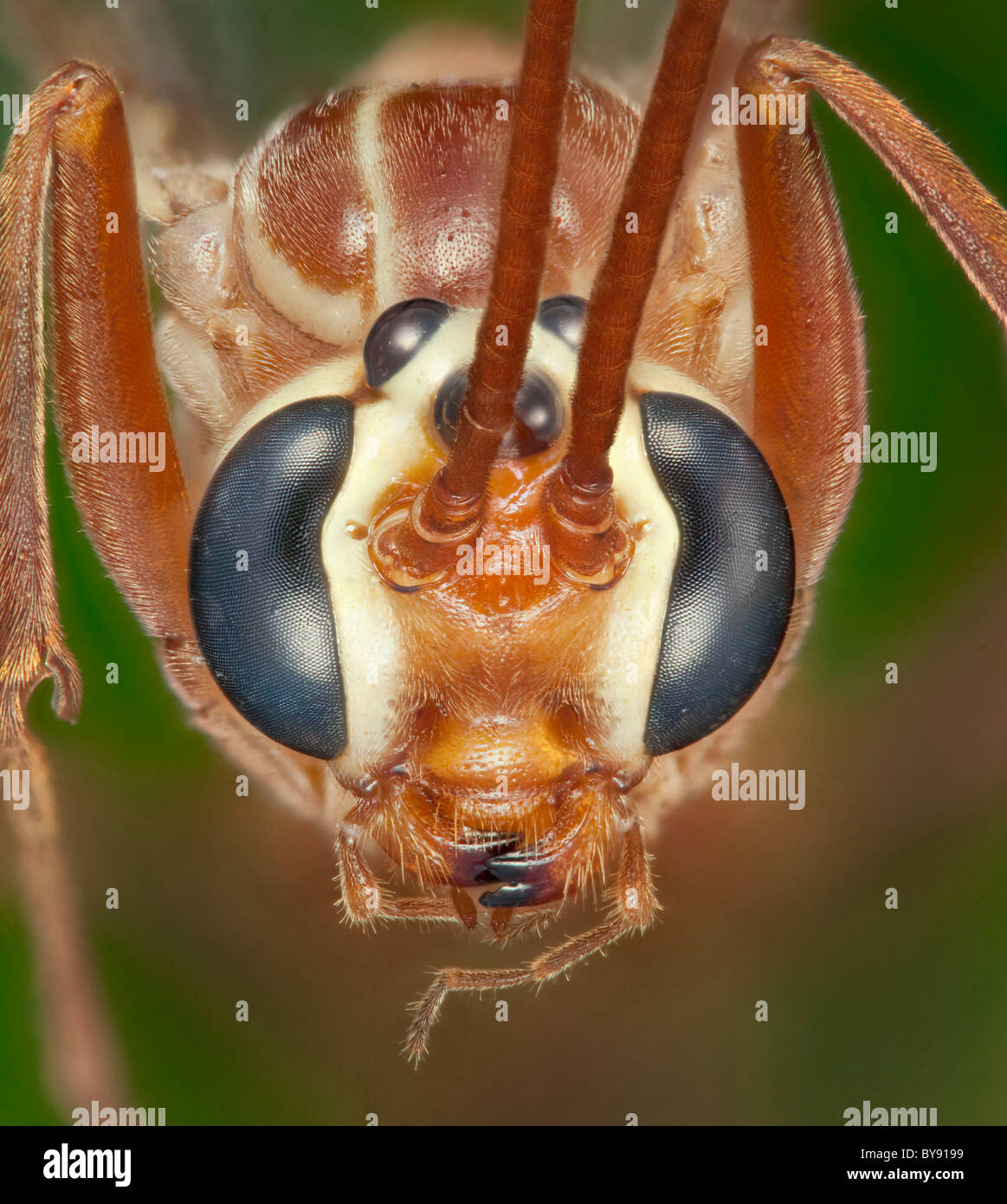 Wasp head hi-res stock photography and images - Alamy