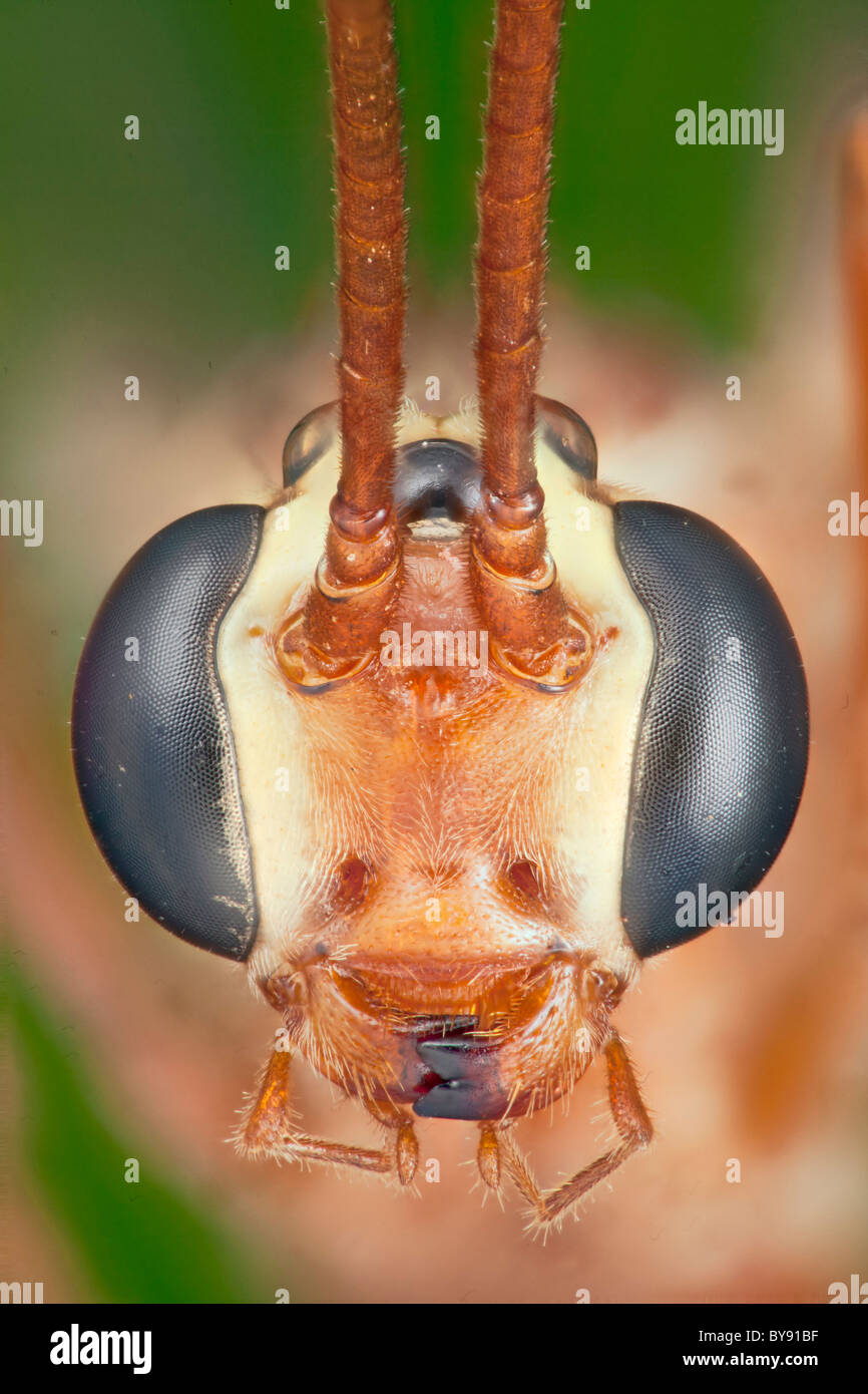 Ophion obscuratus parasitoid wasp, head close-up showing compound and ...