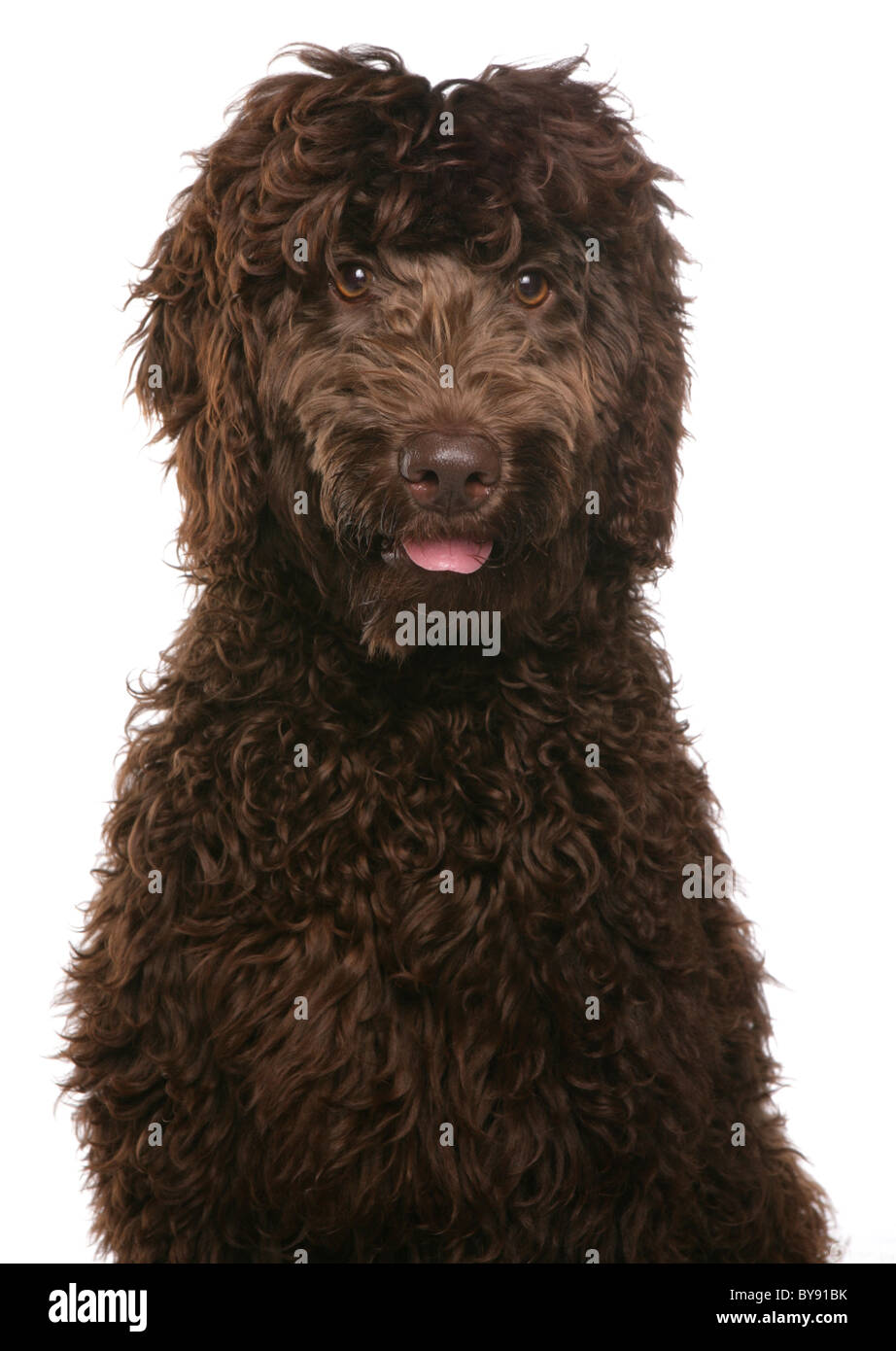 Brown Labradoodle