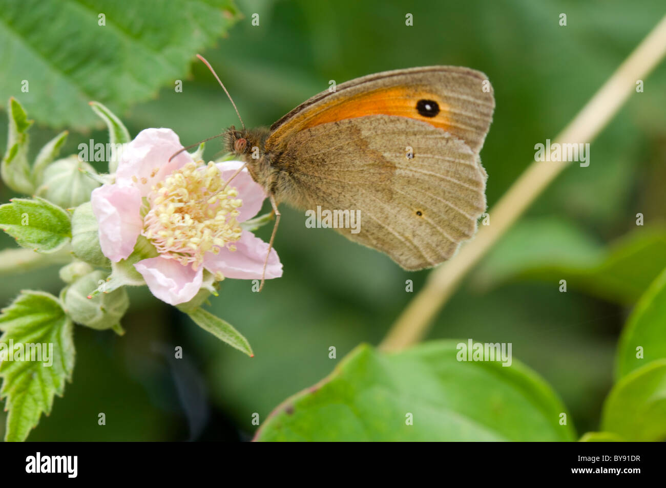 Gatekeeper butterflies hi-res stock photography and images - Alamy