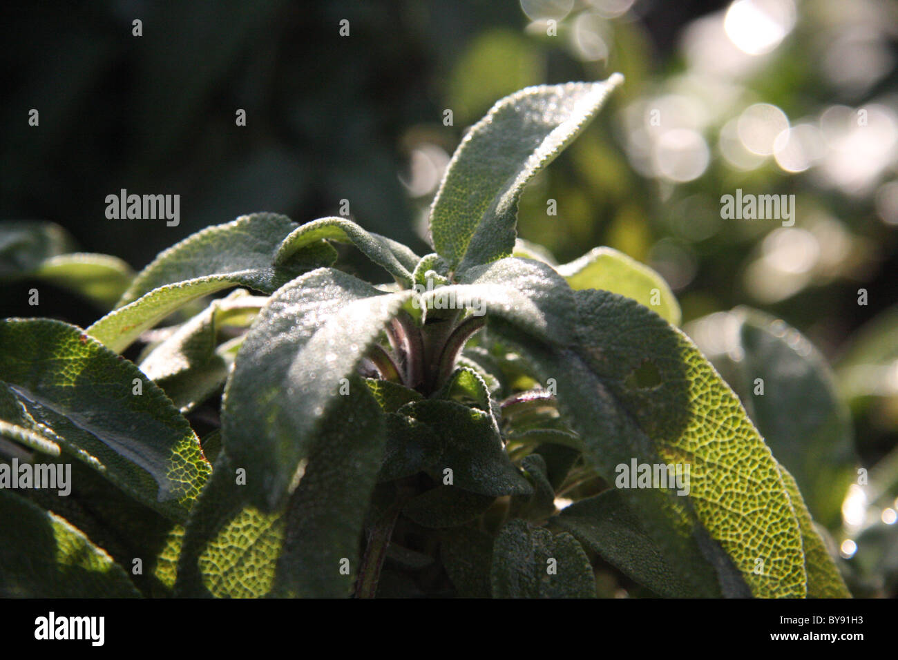 sage in the winter Stock Photo - Alamy