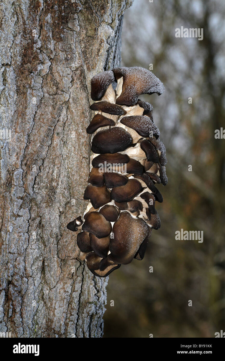Fungus on tree in winter with frost coating Stock Photo - Alamy