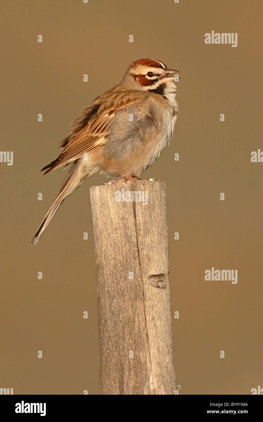 Lark sparrow hi-res stock photography and images - Alamy