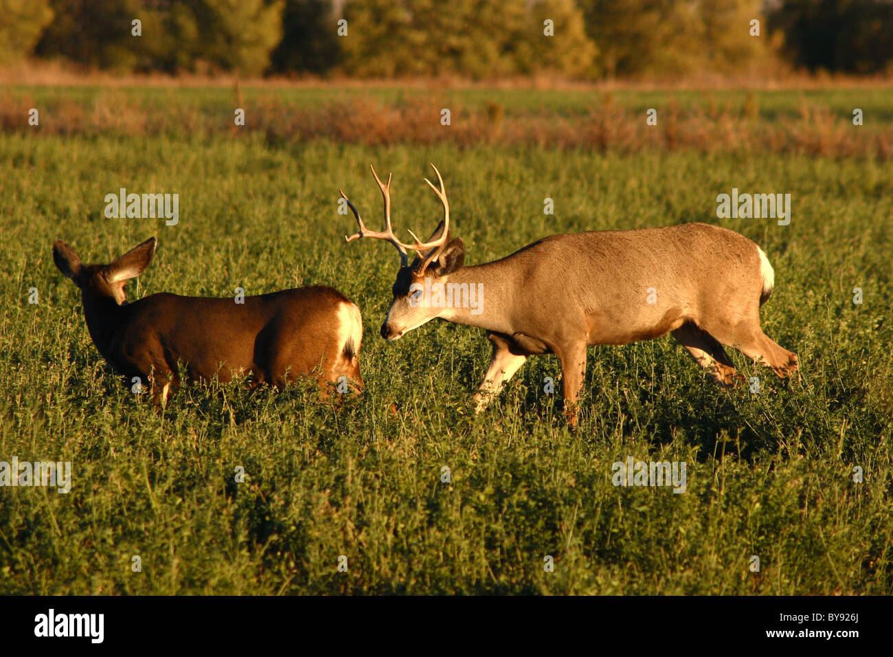 A Mule Deer buck checking the estrus status of a female during the ...