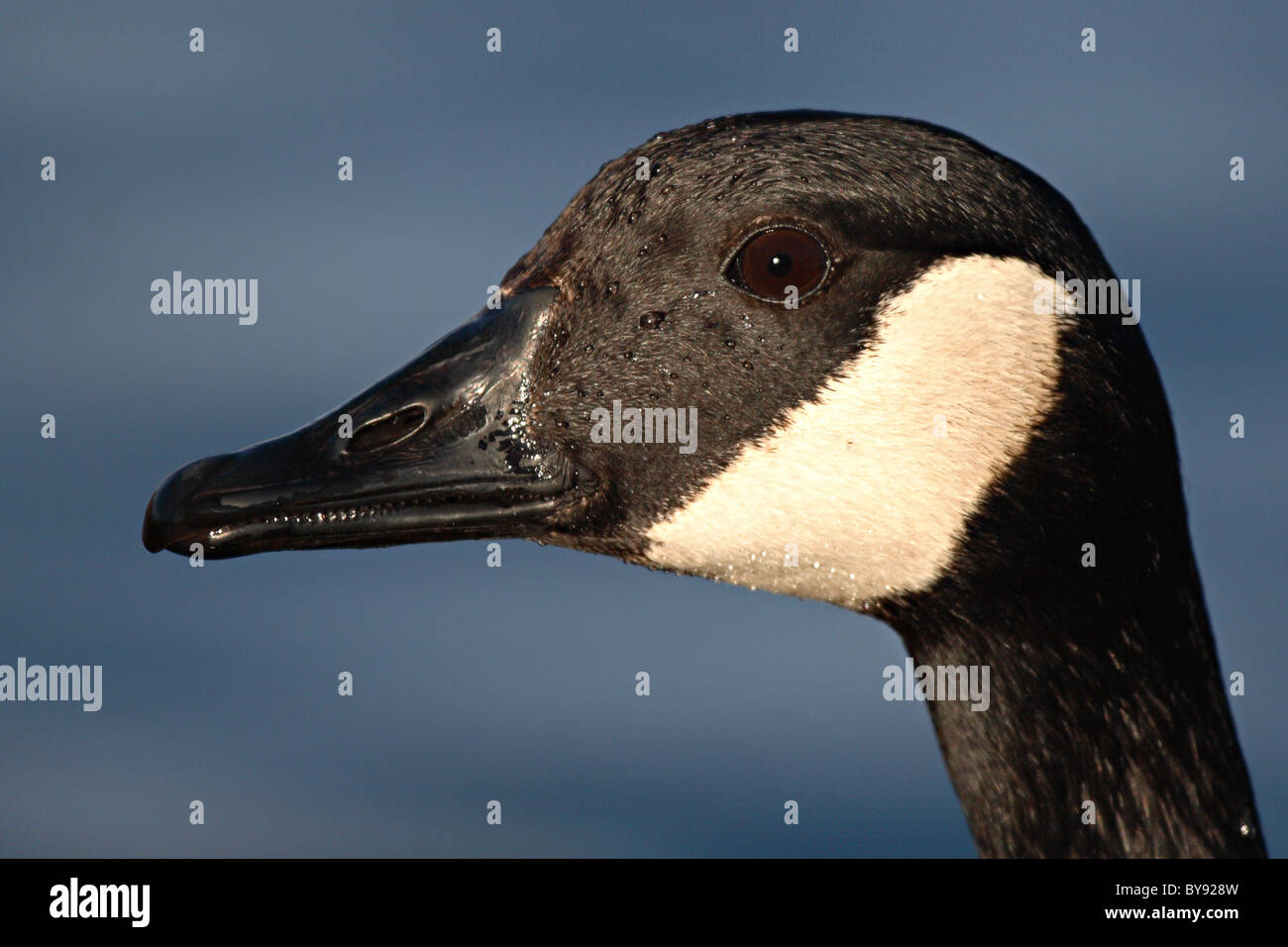 A portrait of a Canadian Goose Stock Photo - Alamy