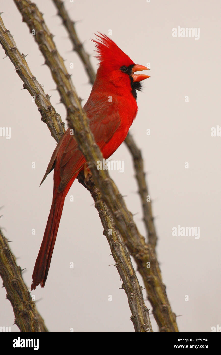 Cardinal Singing