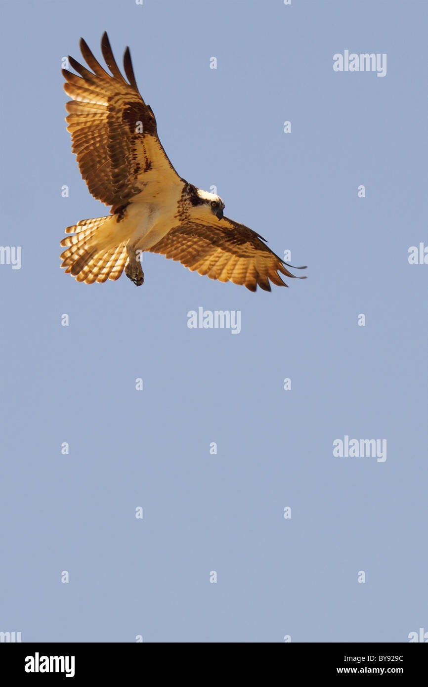 Flying osprey hi-res stock photography and images - Alamy