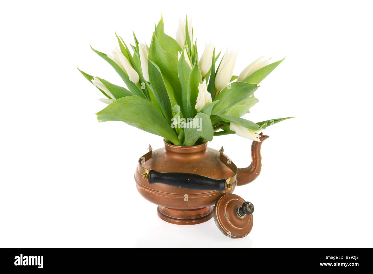 Old copper cattle with white tulips isolated over white background ...