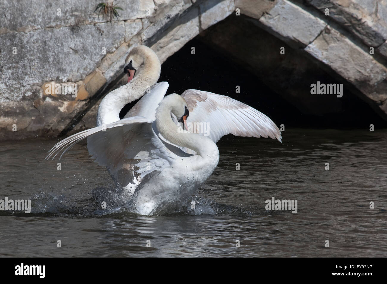 Mute Swans busking Stock Photo - Alamy