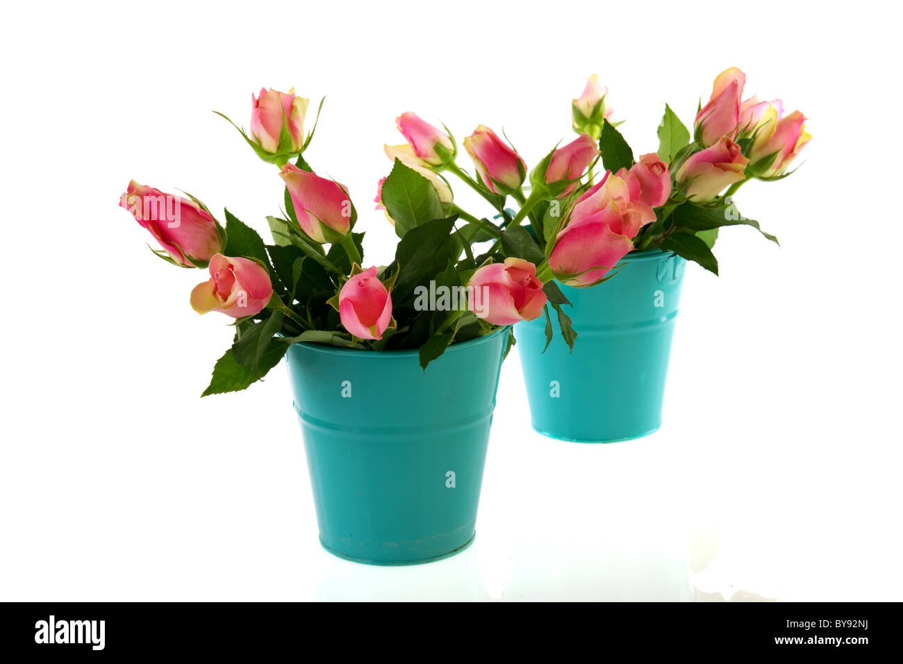 Pink roses in blue buckets isolated over white background Stock Photo ...