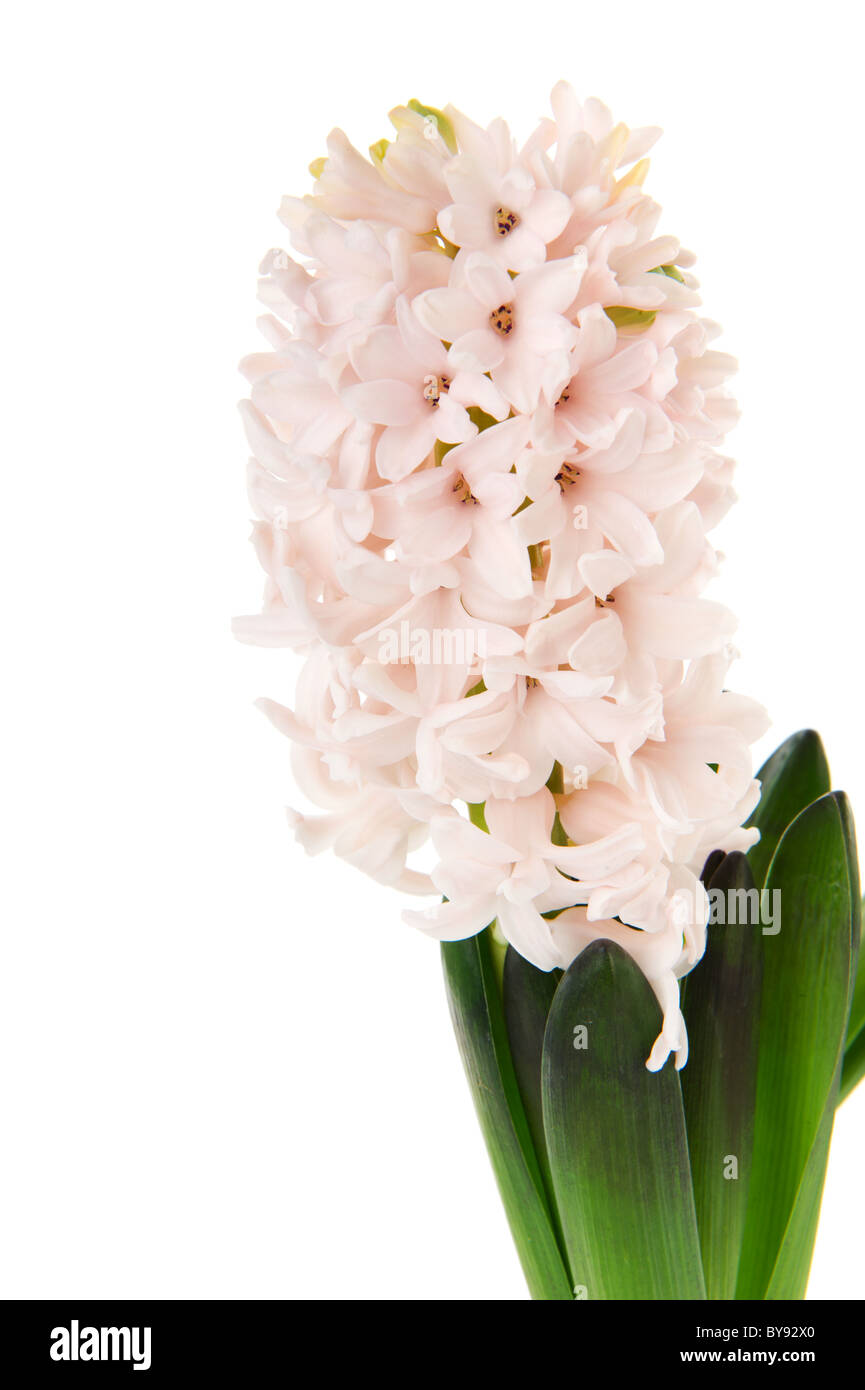 Single white Hyacinth in spring time isolated over white background ...