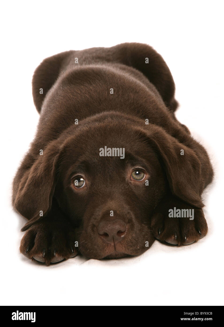 Brown Labrador Puppy Young male laying Studio Stock Photo - Alamy