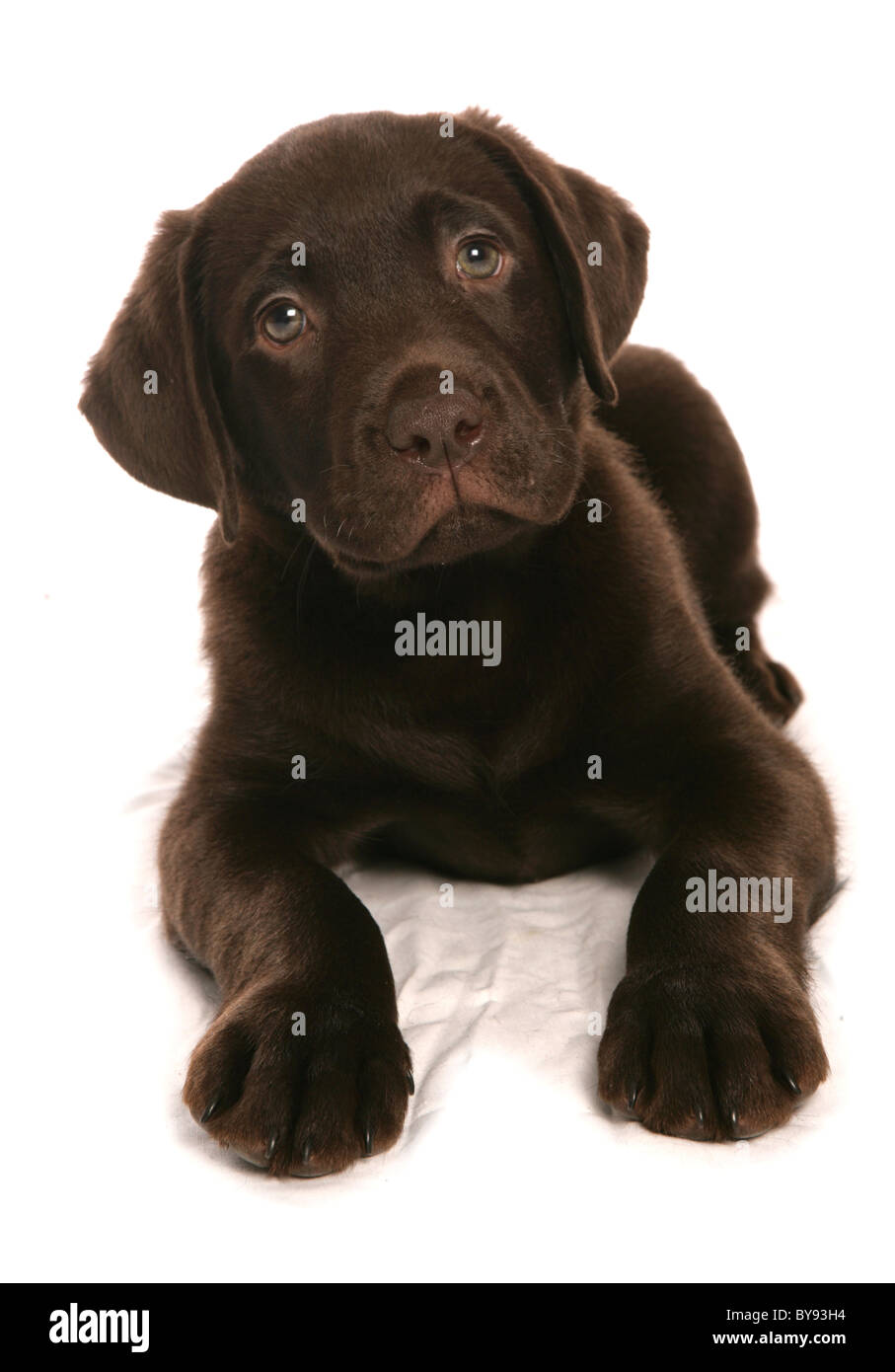 Brown Labrador Puppy Young male Laying Studio Stock Photo - Alamy