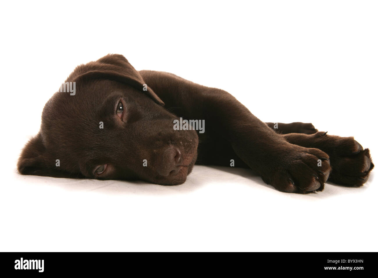Brown Labrador Puppy Young male laying Studio Stock Photo - Alamy