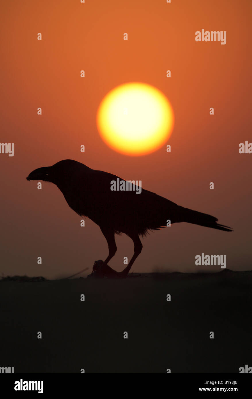 crow at sunset in Kuakata Bangladesh Asia Stock Photo - Alamy