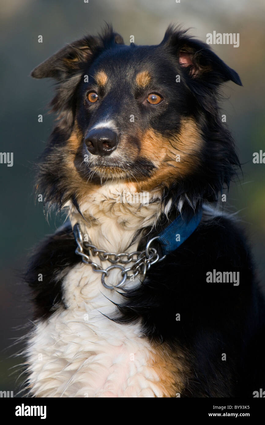 Handsome border collie hi-res stock photography and images - Alamy