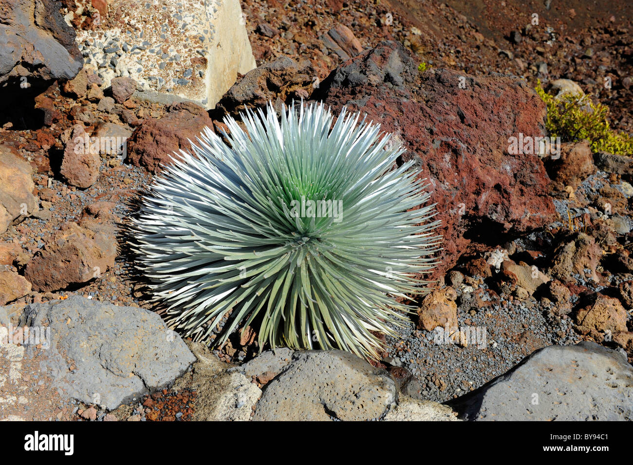 Silverswords Ahinahina Plant Haleakala National Park Maui Hawaii ...