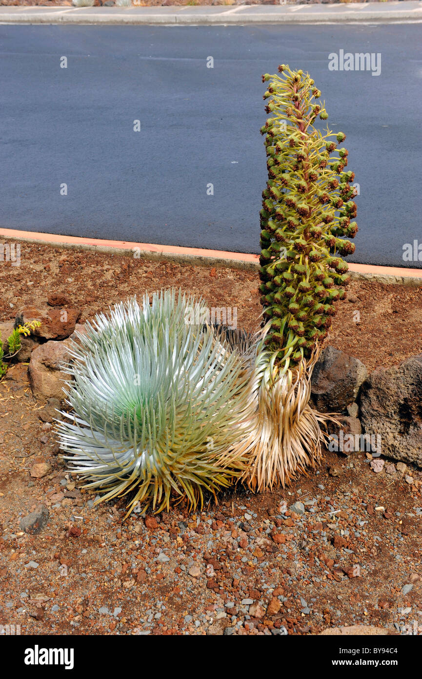 Haleakala Silverswords Ahinahina Hi Res Stock Photography And Images