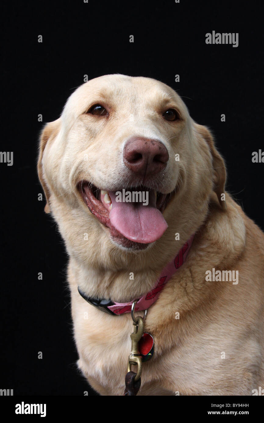 Labador hi-res stock photography and images - Alamy