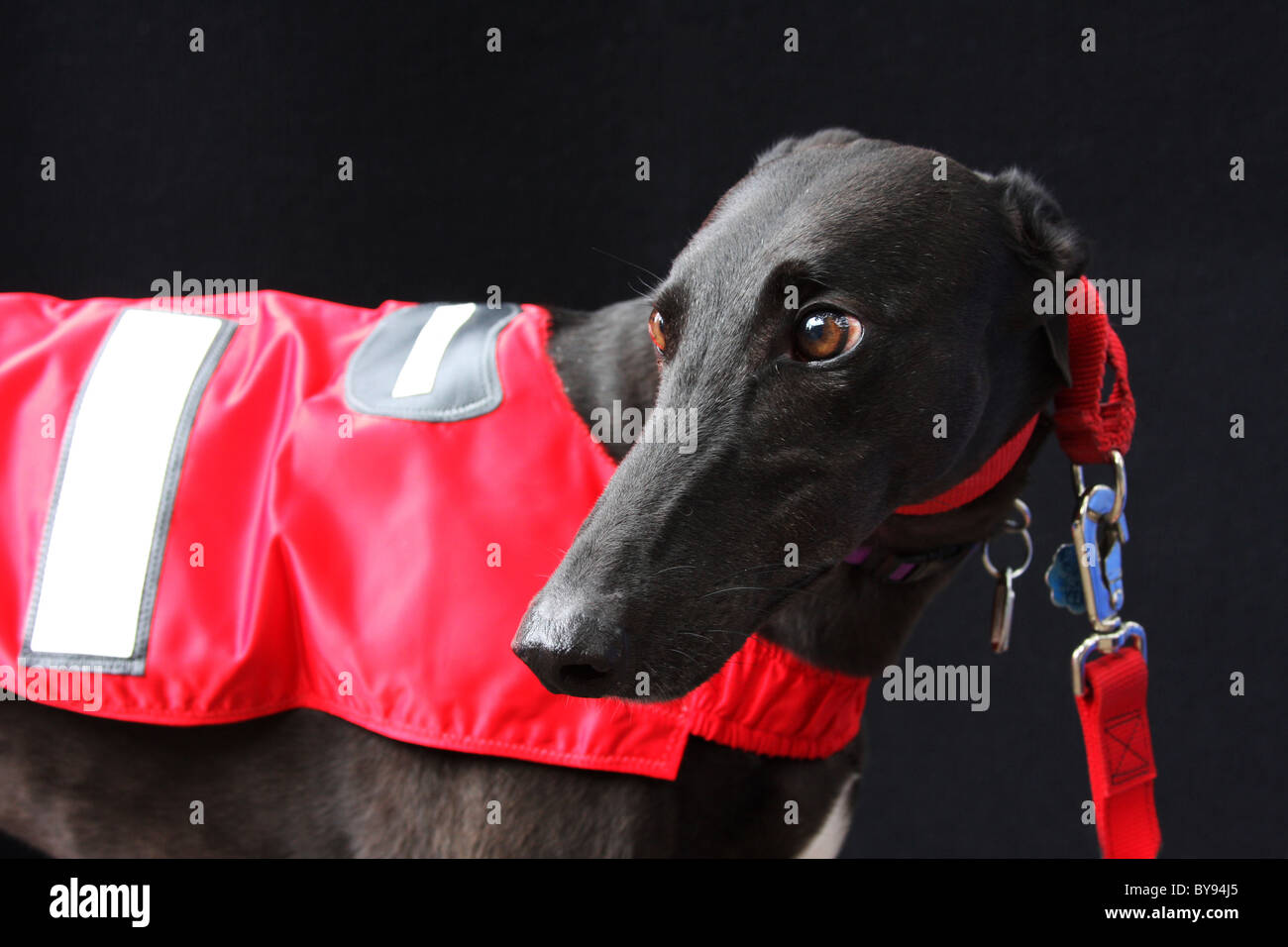 Black greyhound hi-res stock photography and images - Alamy