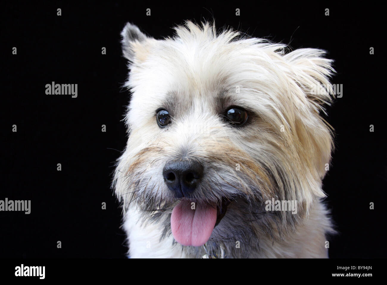 Scottie dog hi-res stock photography and images - Alamy