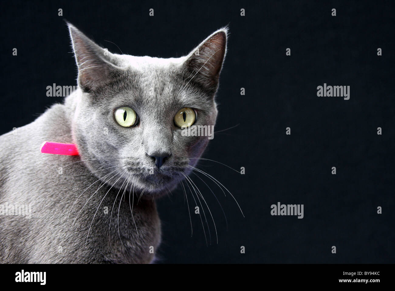 A grey domestic cat Stock Photo - Alamy
