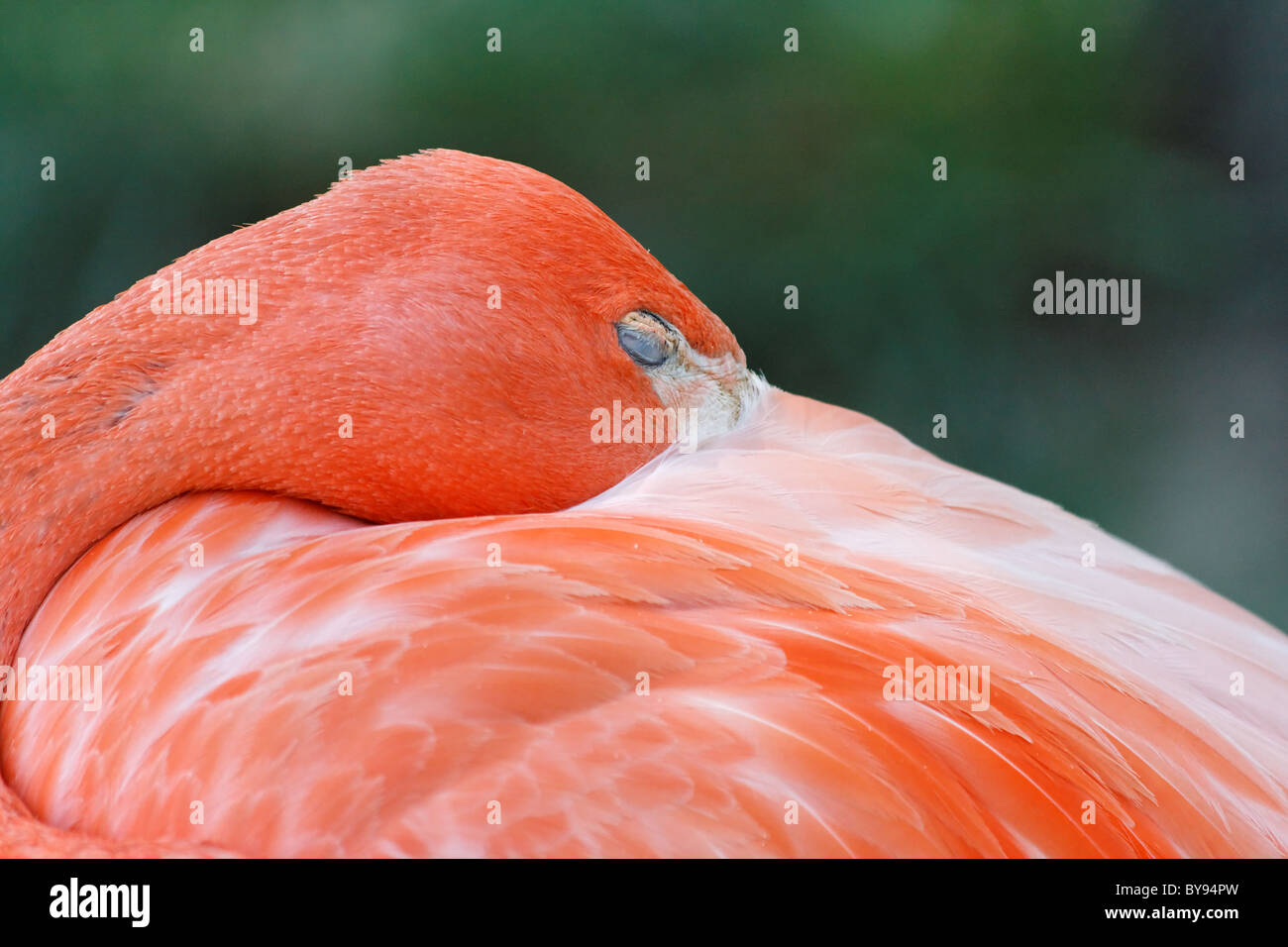 Flamingo sleeping hi-res stock photography and images - Alamy