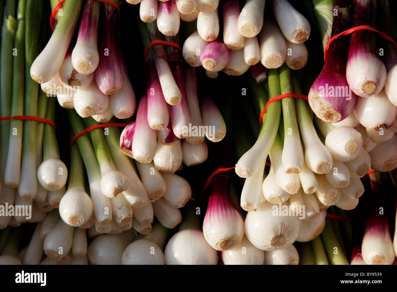 Fresh organic onions Stock Photo - Alamy