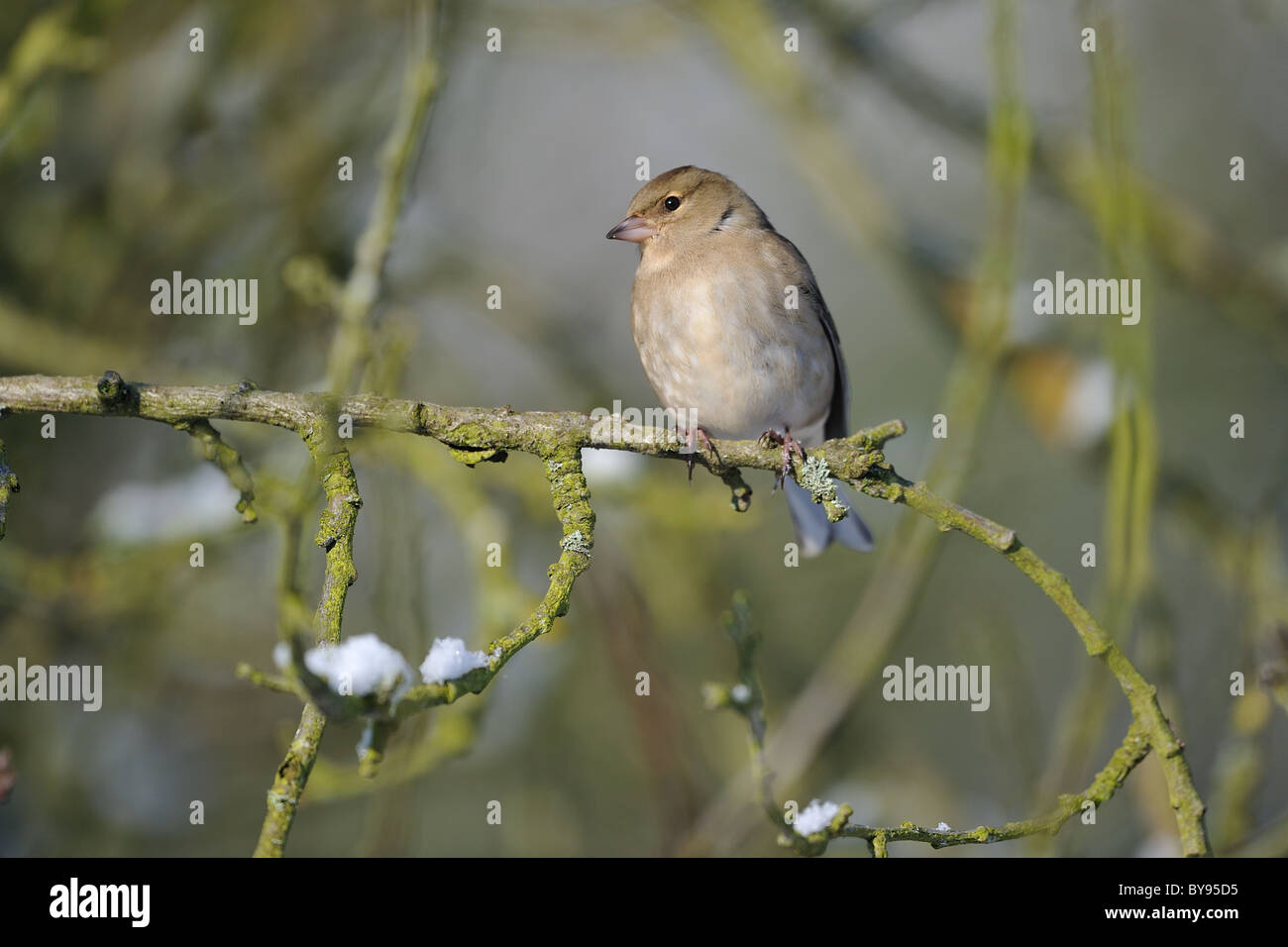 Female eurasian chaffinch hi-res stock photography and images - Alamy