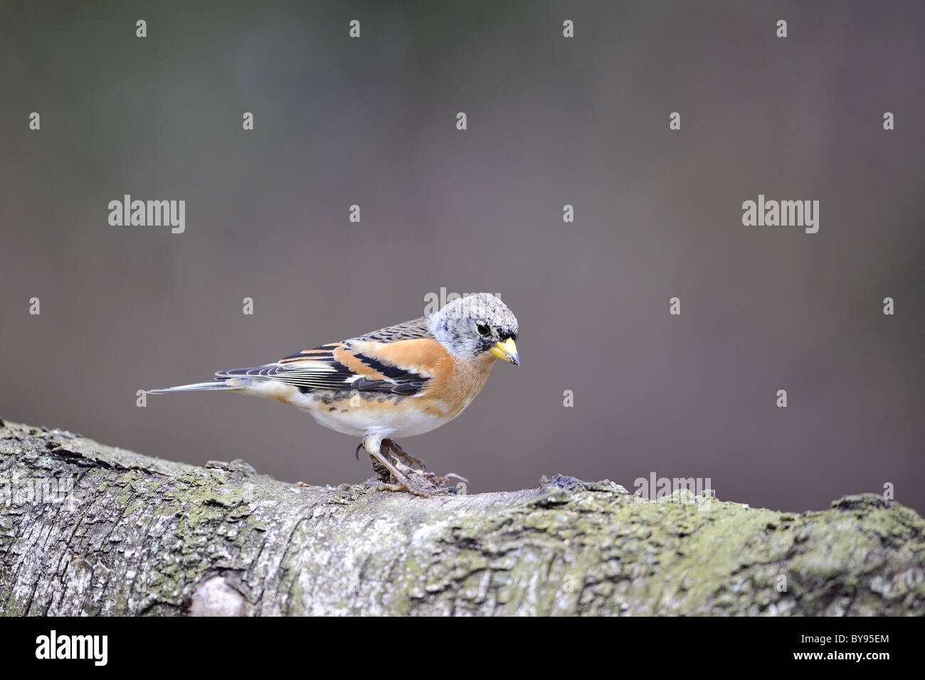 Male brambling fringilla montifringilla in hi-res stock photography and ...