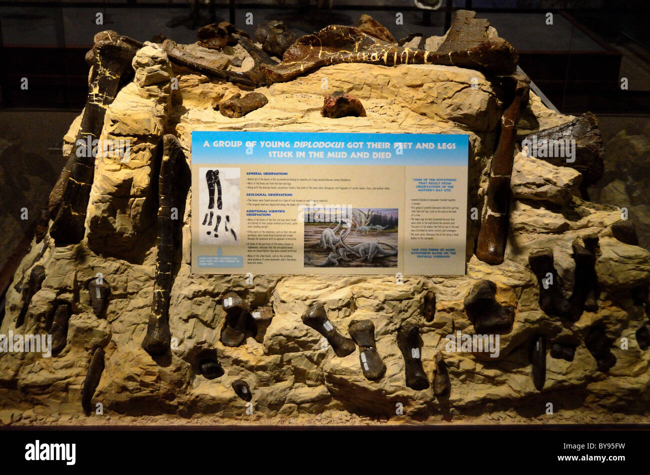 Diplodocus fossil hi-res stock photography and images - Alamy