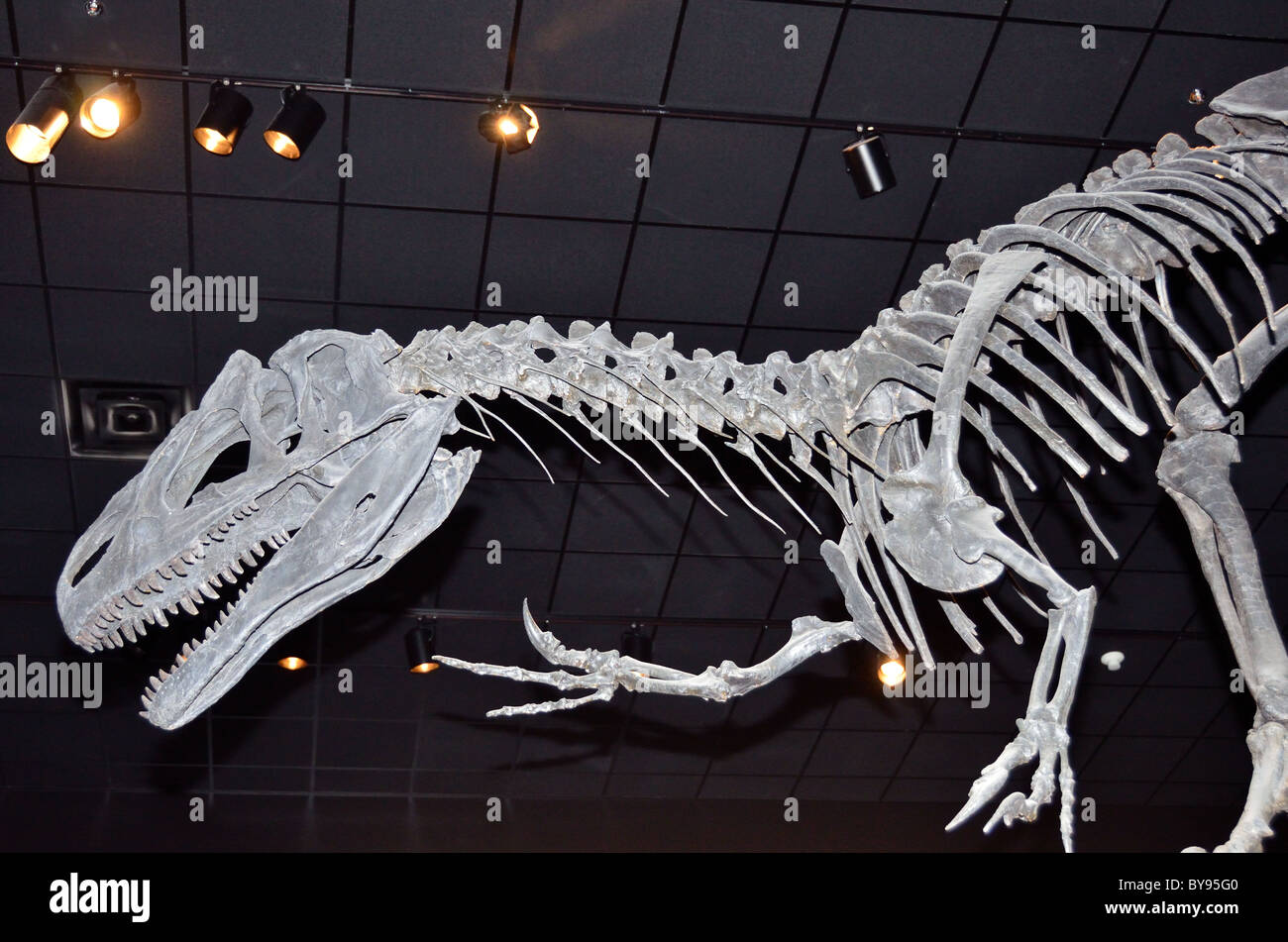 Allosaurus skeleton. Museum of Rockies. Bozeman, Montana, USA Stock ...